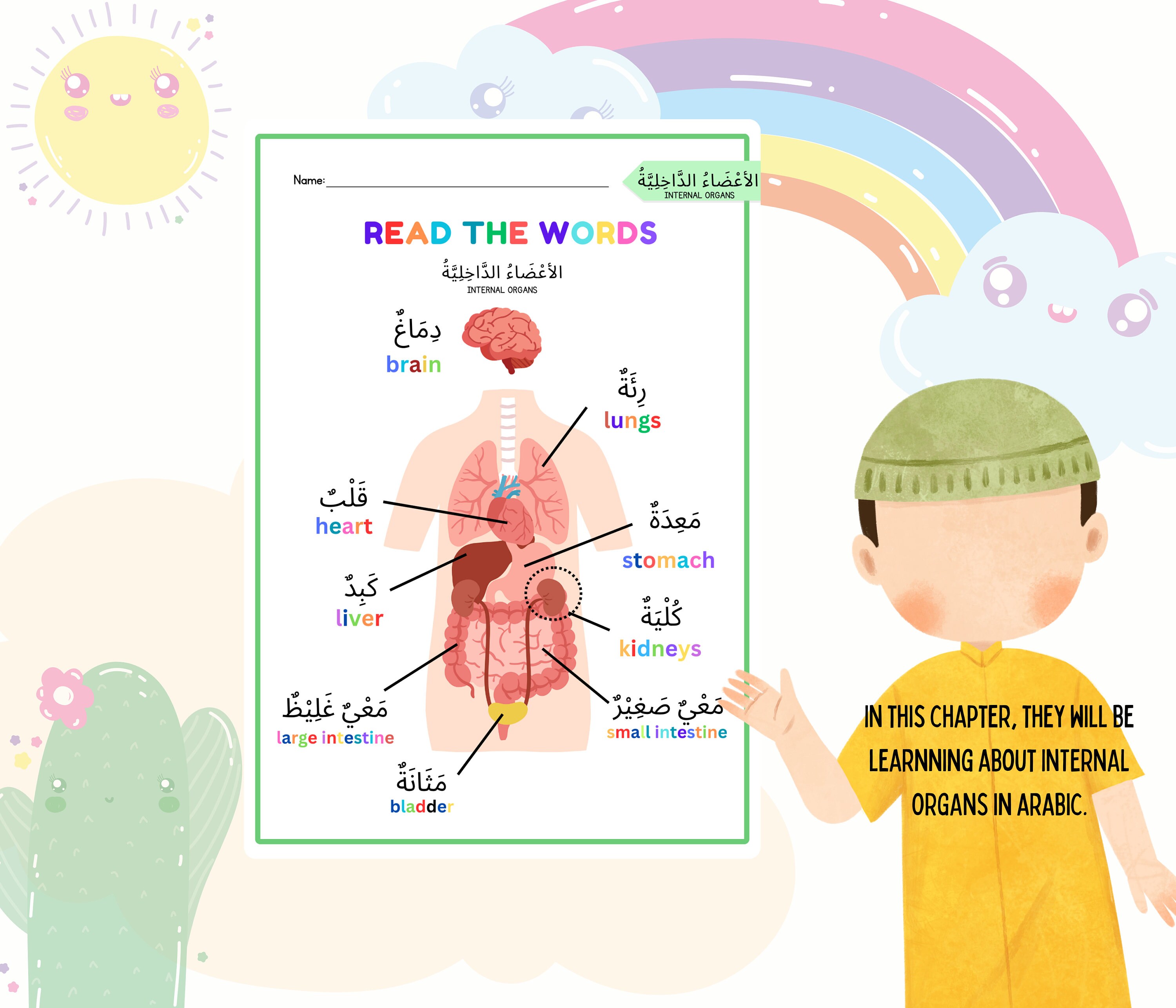 Arabic Internal Organs Worksheet Activity for Homeschooling | Learning ...