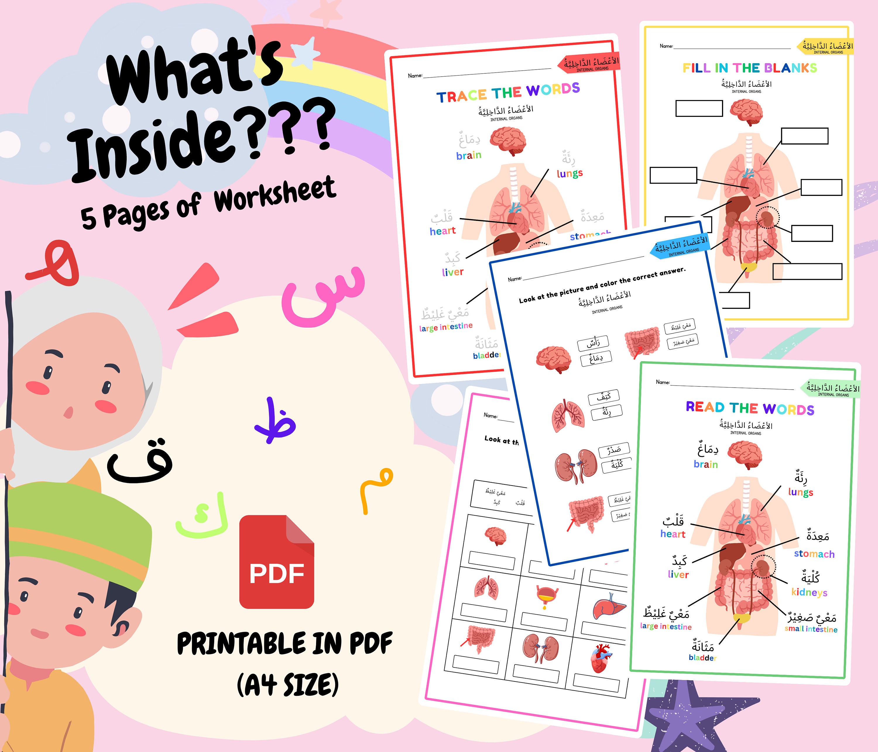 Arabic Internal Organs Worksheet Activity for Homeschooling | Learning ...