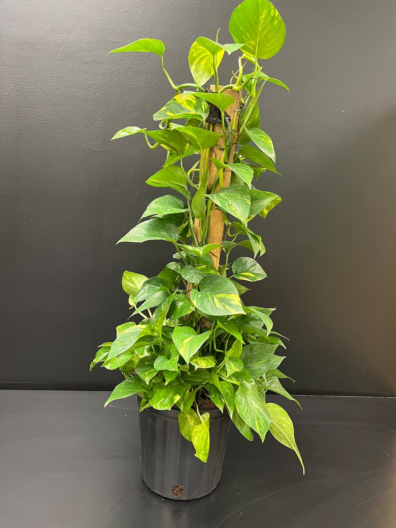 Large Houseplants - Etsy