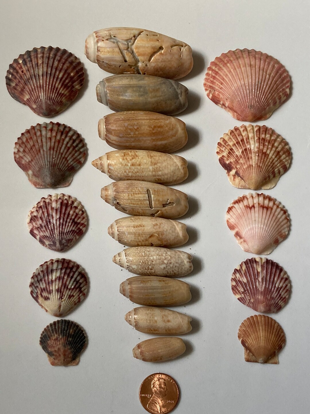 These Are Hand Forged Scollops and Lettered Olive Shells. You - Etsy