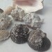 Vintage Seashell Collection With Large Conch Shell - Etsy