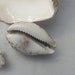 Vintage Seashell Collection With Large Conch Shell - Etsy
