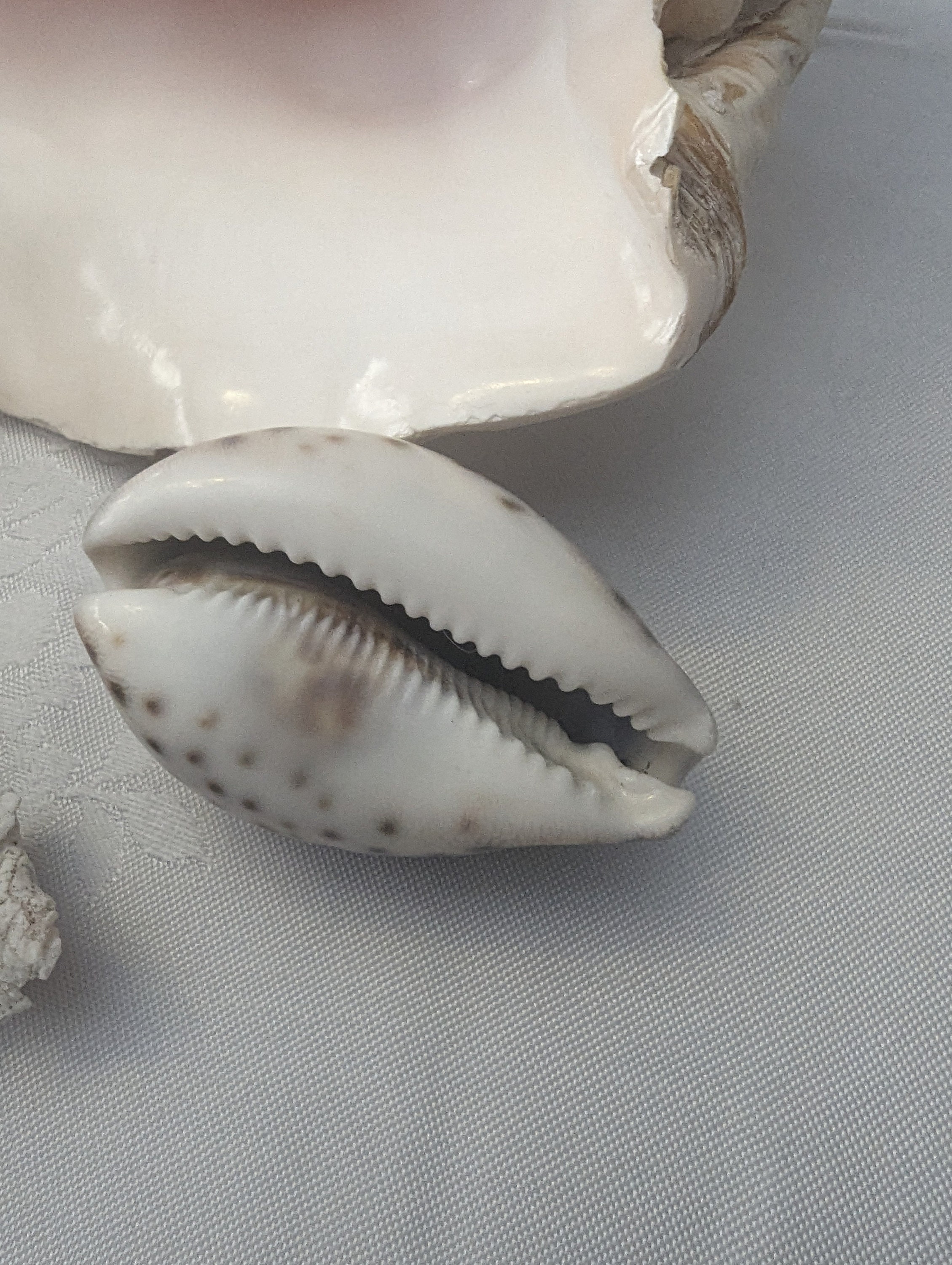Vintage Seashell Collection With Large Conch Shell - Etsy