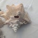 Vintage Seashell Collection With Large Conch Shell - Etsy
