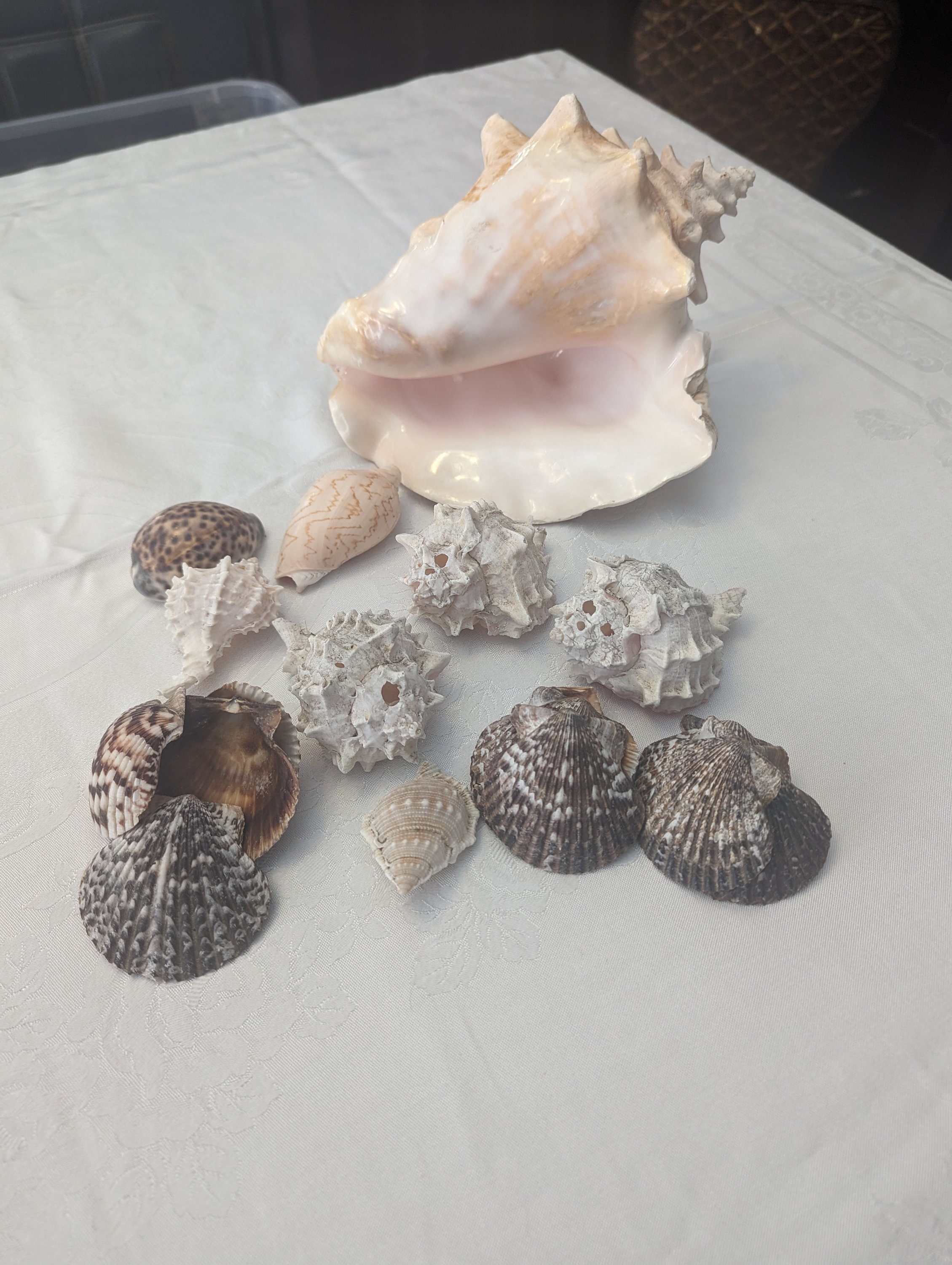 Vintage Seashell Collection, Large Conch Shells, Coastal Decor - Etsy