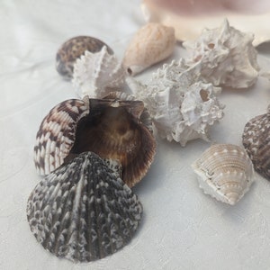 Vintage Seashell Collection, Large Conch Shells, Coastal Decor - Etsy