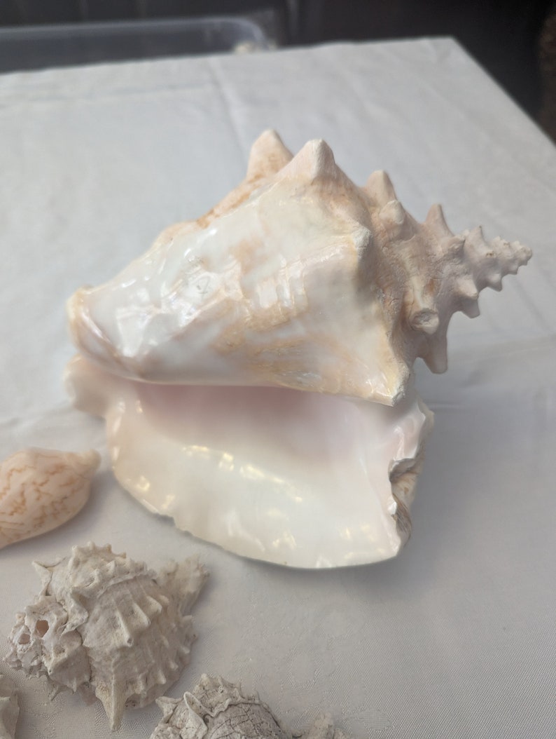 Vintage Seashell Collection With Large Conch Shell - Etsy