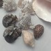 Vintage Seashell Collection With Large Conch Shell - Etsy