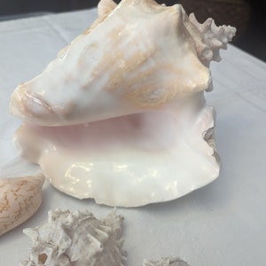 Vintage Seashell Collection, Large Conch Shells, Coastal Decor - Etsy