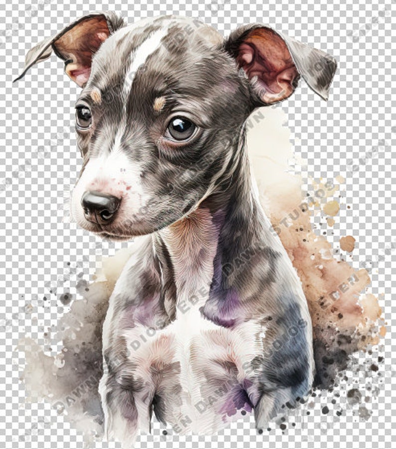 Italian Greyhound Transparent Background PNG | Greyhound Puppy Prints ...
