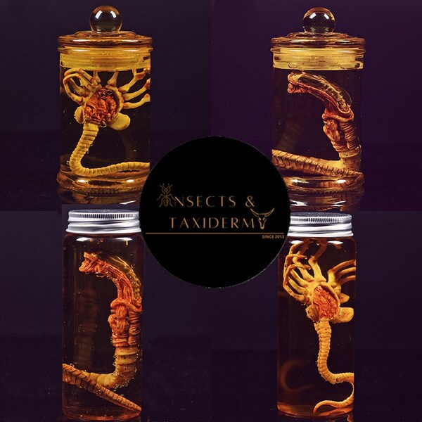 Alien Jar Xenomorph Specimen - Etsy