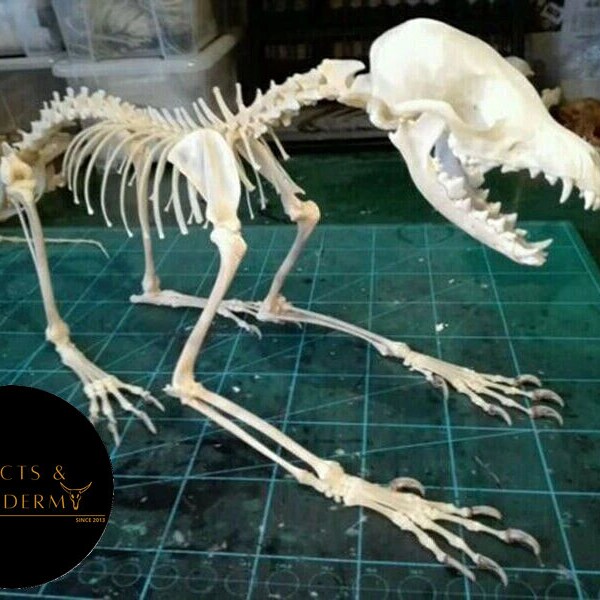 Animal Bones Real - Etsy