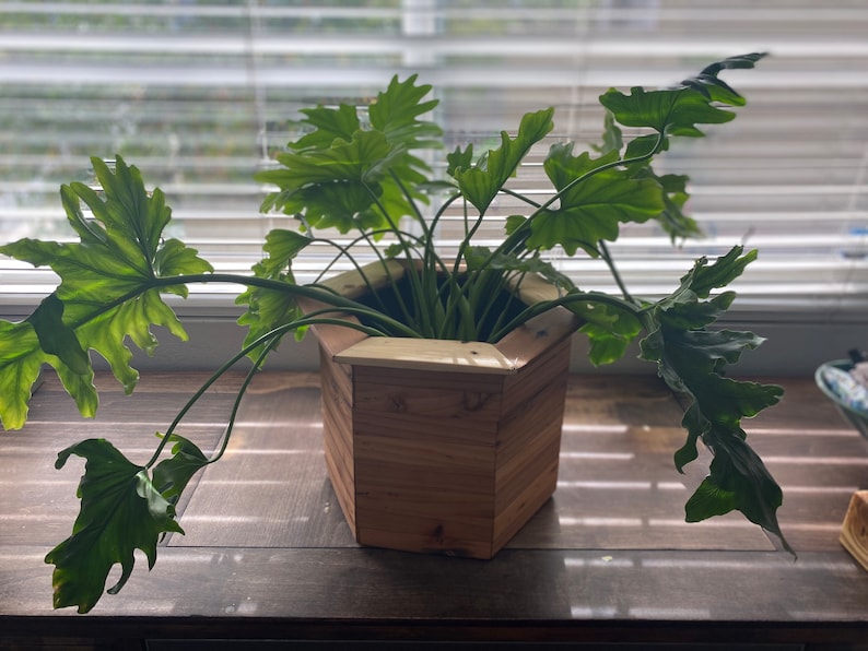 Clear Redwood & Pine Planter - Etsy