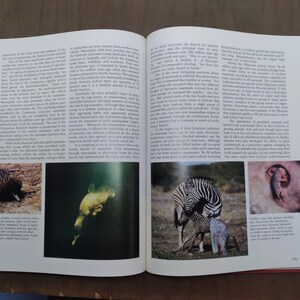 THREAD OF LIFE by Roger Lewin the Smithsonian Looks at Evolution 1989 ...