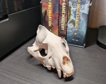 Replica of a Red Fox Skull - Etsy