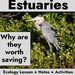 Wetland and Estuary Ecosystems | Ecology and Human Impact | Lesson ...