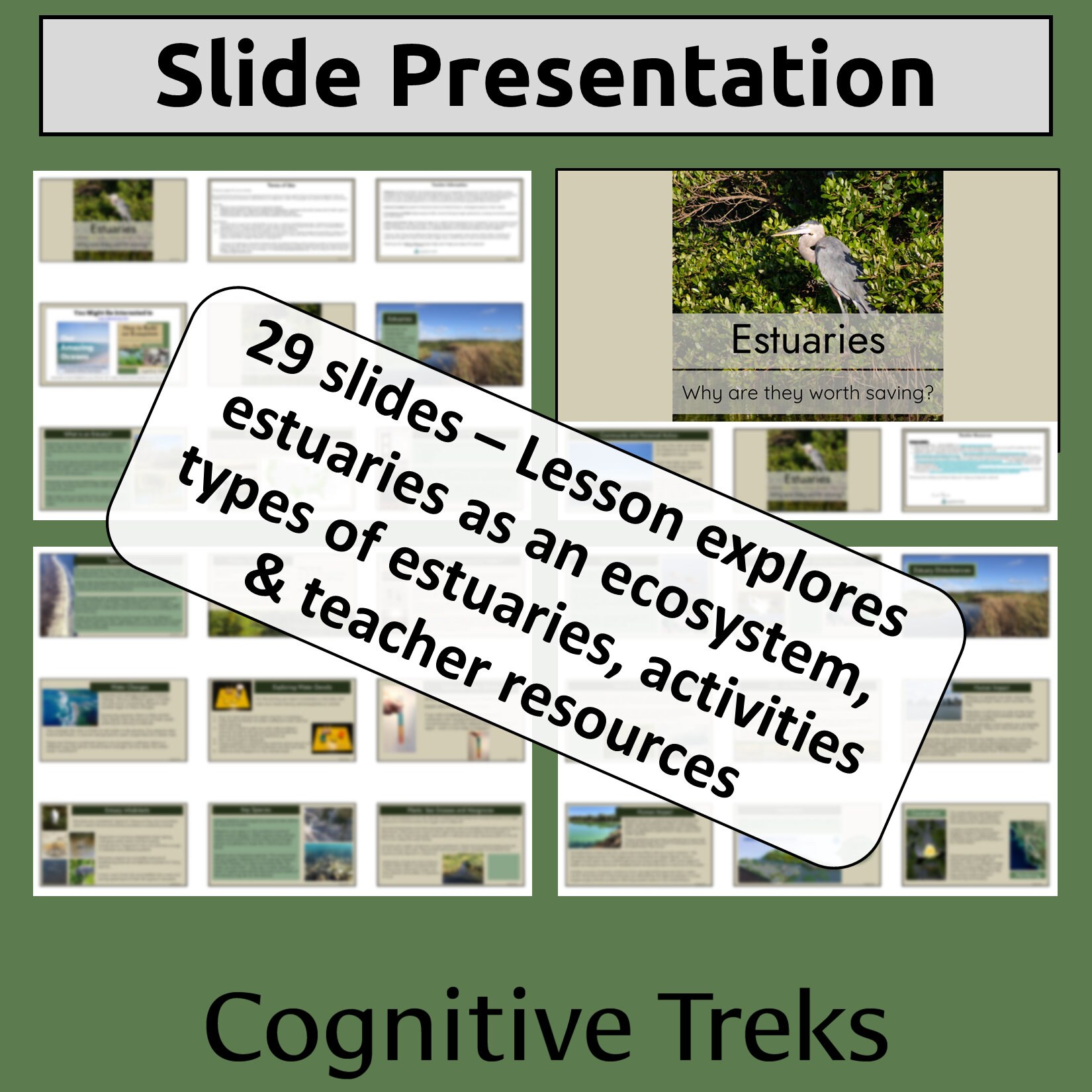 Wetland and Estuary Ecosystems | Ecology and Human Impact | Lesson ...