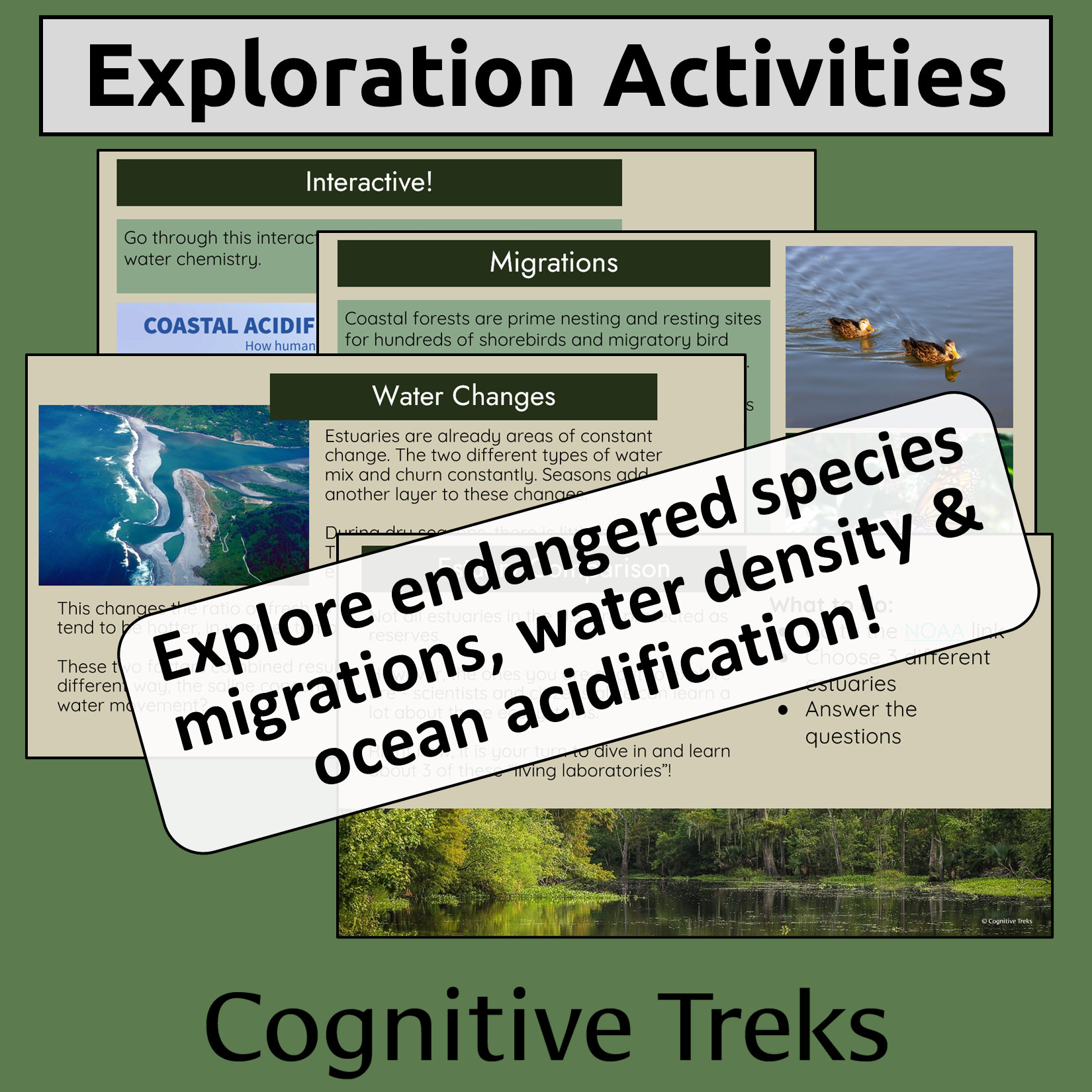 Wetland and Estuary Ecosystems | Ecology and Human Impact | Lesson ...