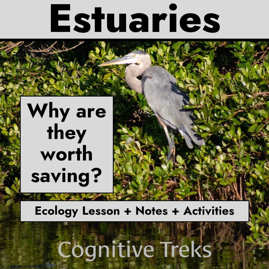 Wetland and Estuary Ecosystems | Ecology and Human Impact | Lesson ...