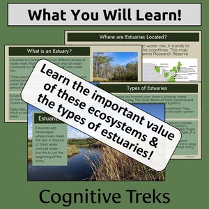 Wetland and Estuary Ecosystems | Ecology and Human Impact | Lesson ...