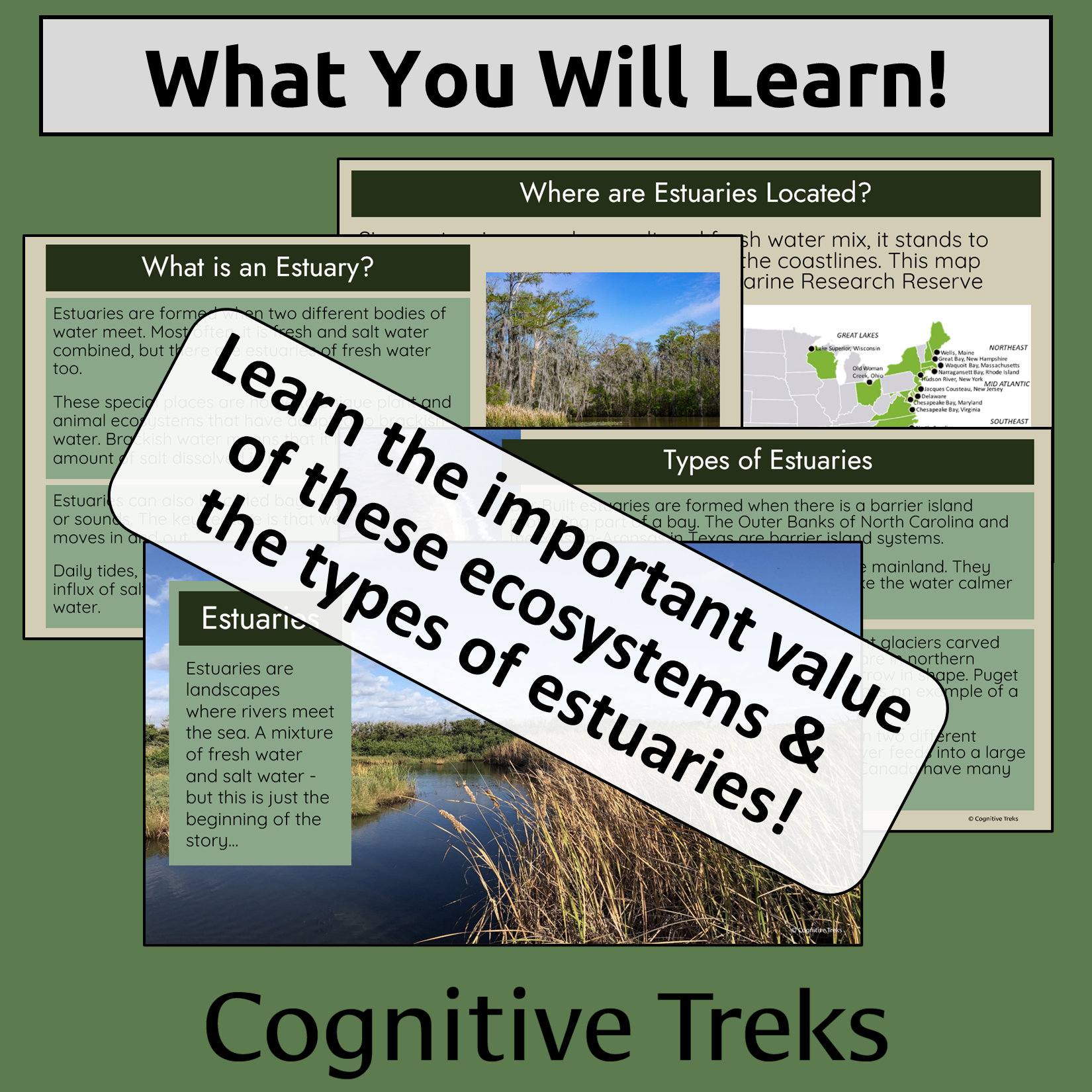 Wetland and Estuary Ecosystems | Ecology and Human Impact | Lesson ...