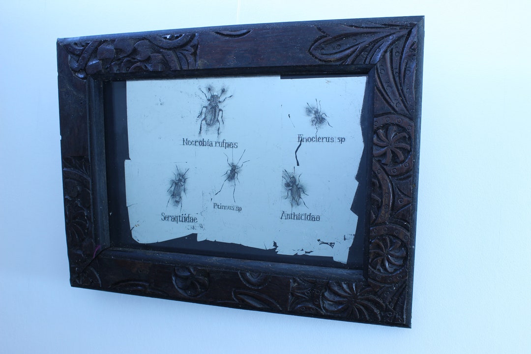 The Beetles, Drawing, Etching, Picture, Wall Art, Framed, Silver Leaf ...