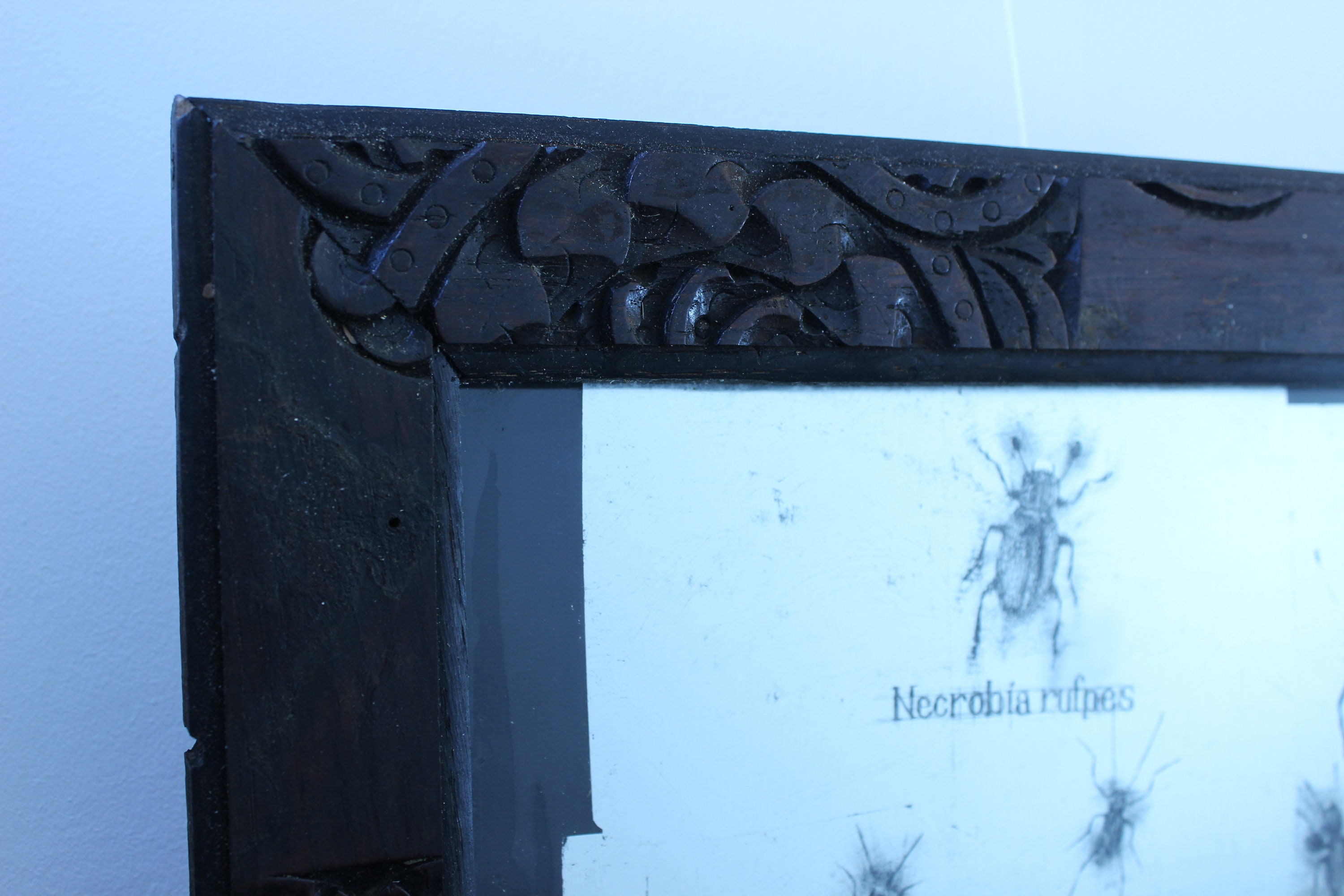 The Beetles, Drawing, Etching, Picture, Wall Art, Framed, Silver Leaf ...