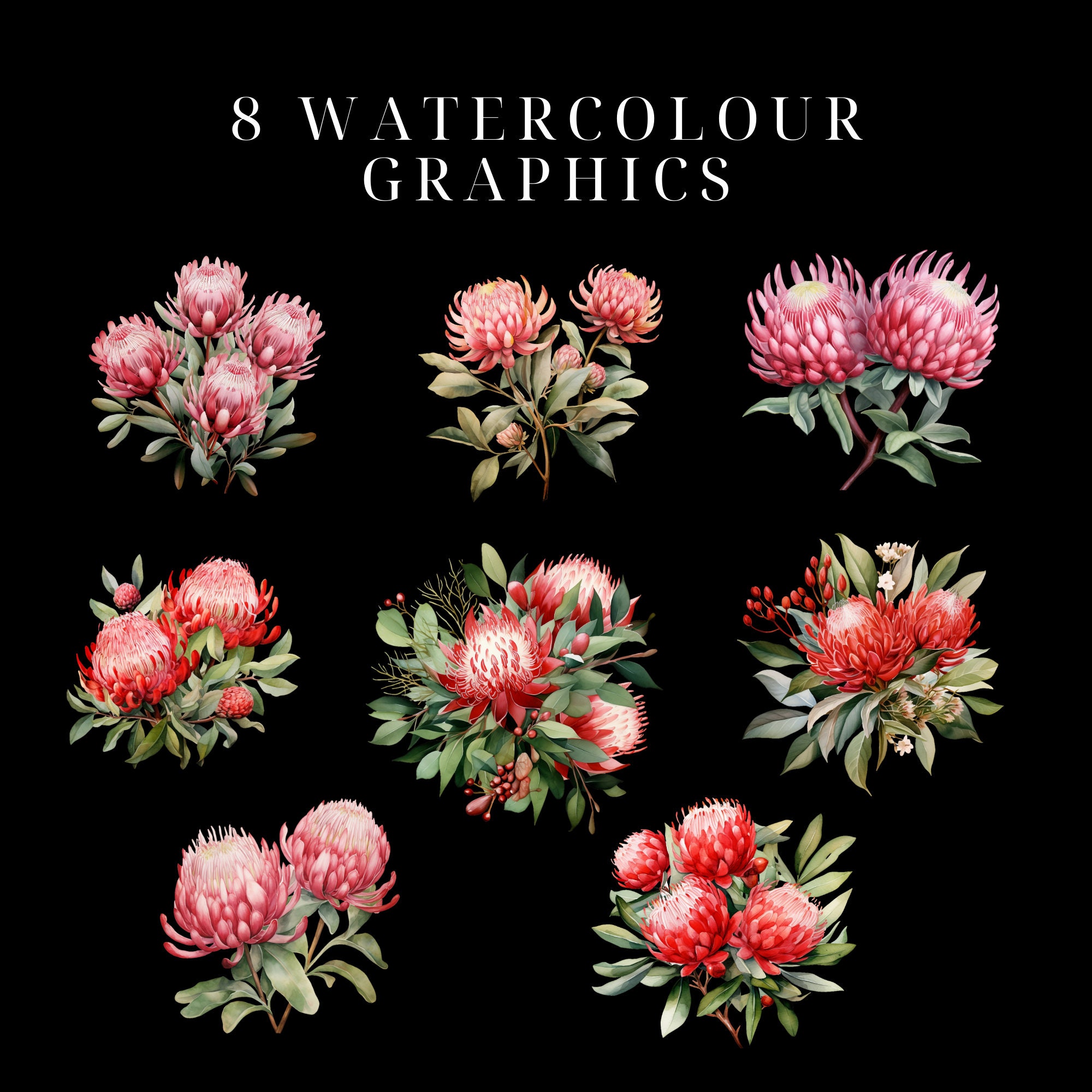 Australian Native Flowers Clipart, Waratah Flowers Transparent Pngs ...