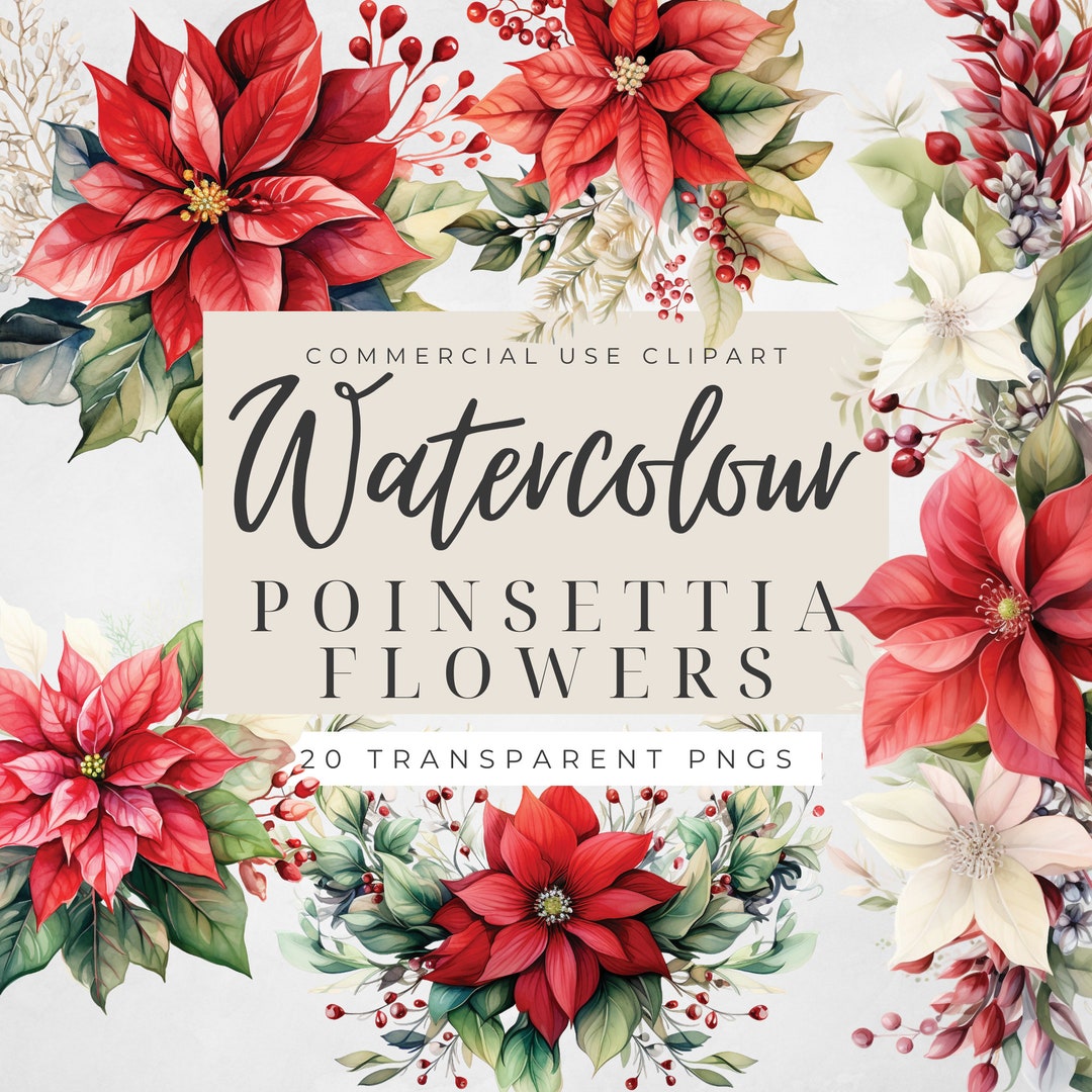 Christmas Poinsettia Flowers Clipart Bundle, Watercolour Flower ...