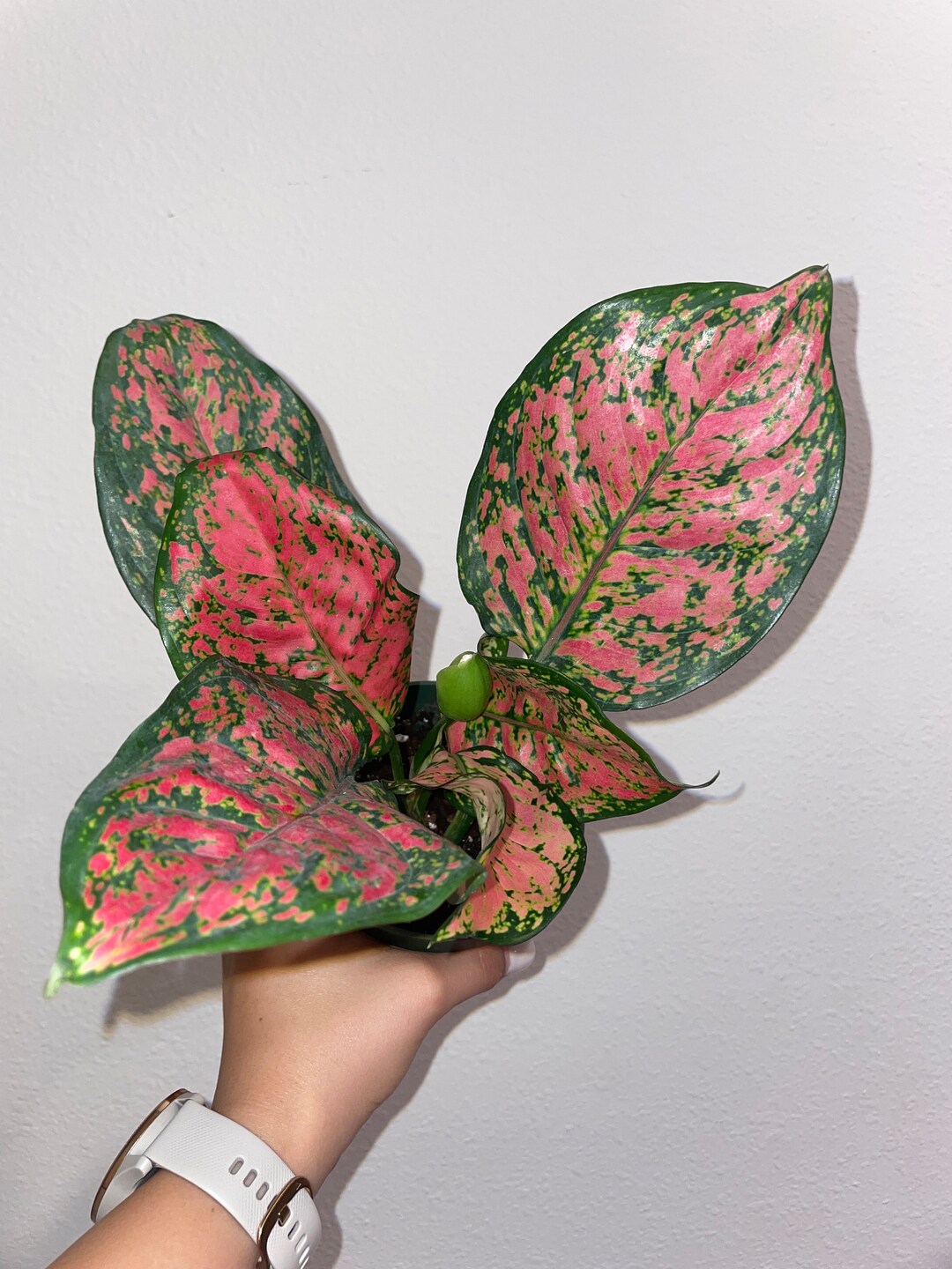 Aglaonema Ruby Ray 4 Pot - Etsy