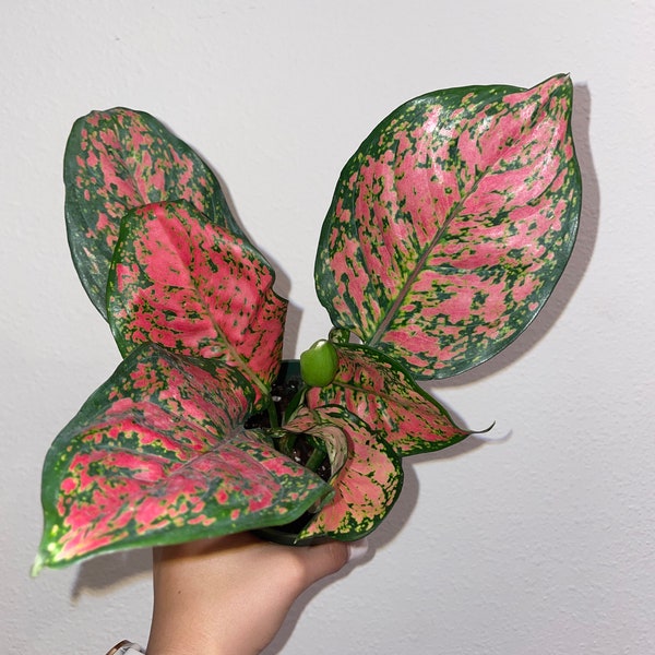 Aglaonema - Etsy