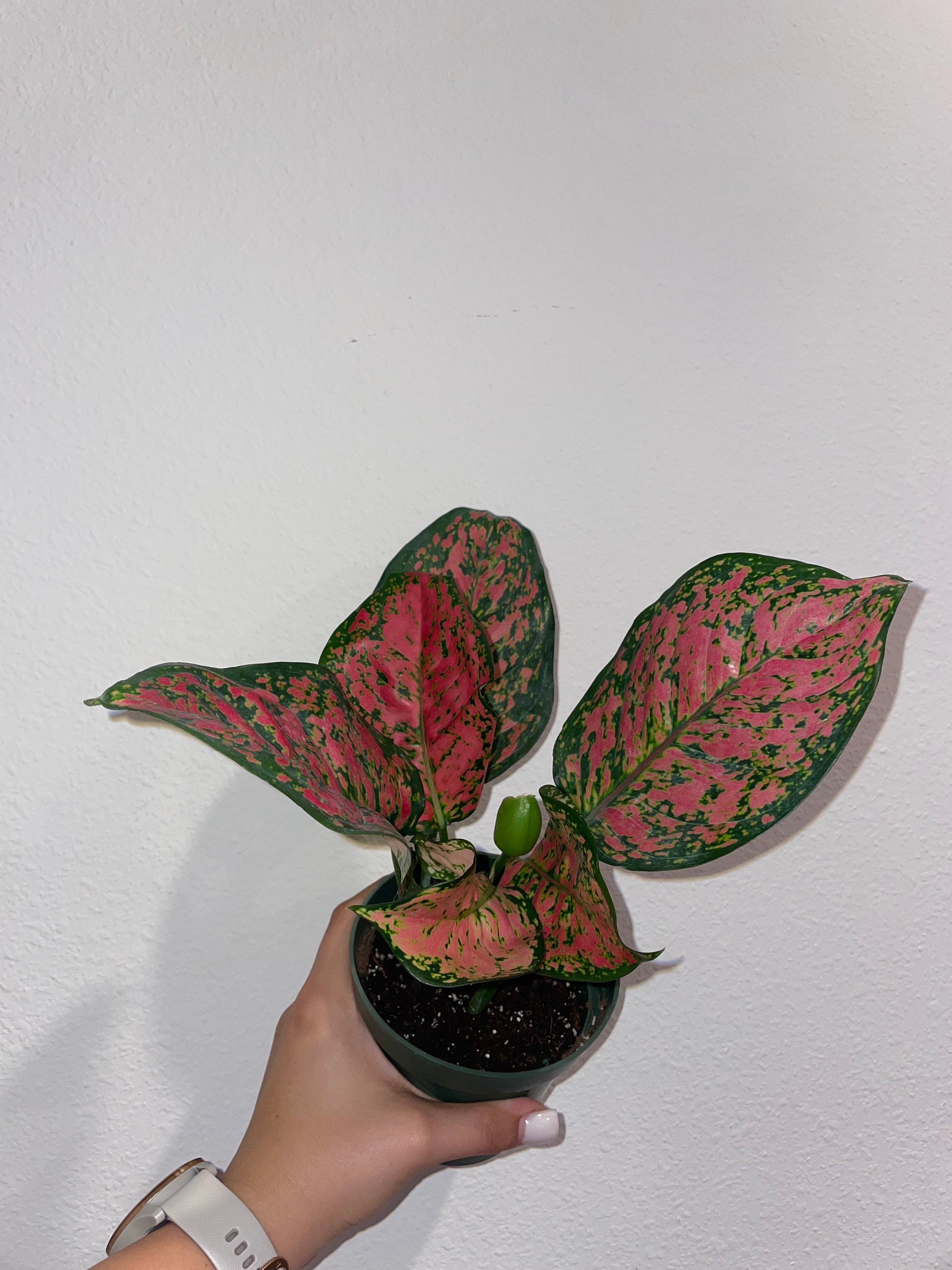 Aglaonema Ruby Ray 4 Pot - Etsy