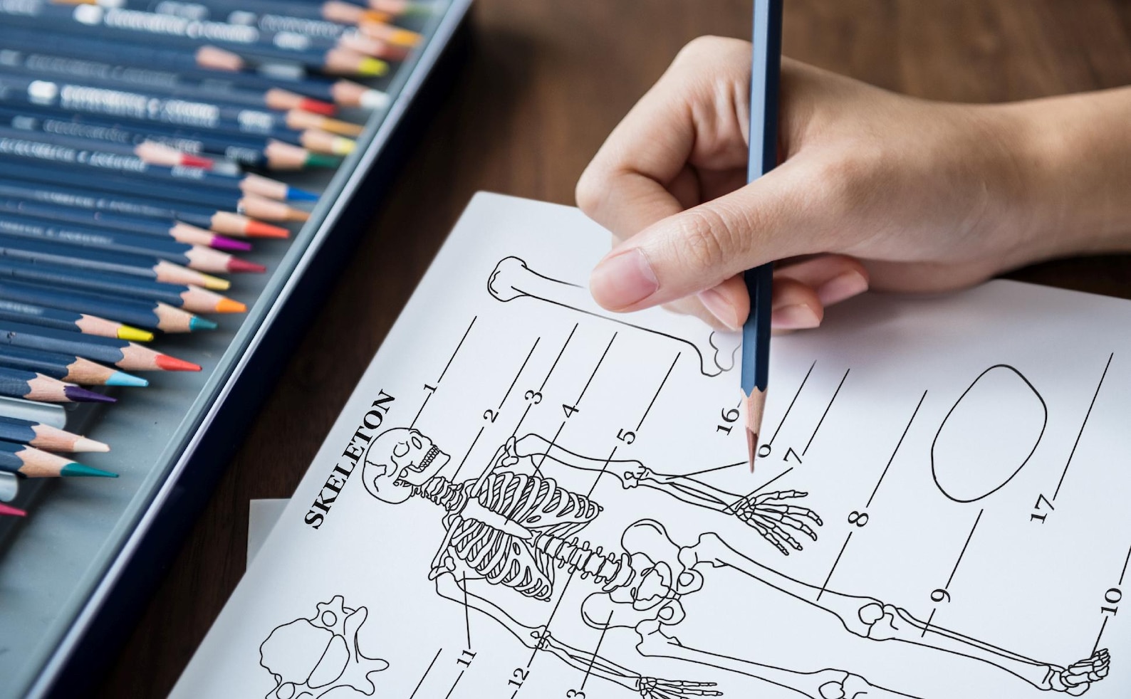 Human Anatomy Coloring Book: 100 Detailed Illustrations and Facts in an ...