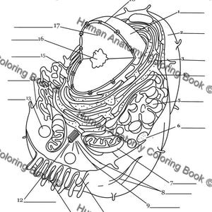 Human Anatomy Coloring Books and Study Guide 100+ Illustrations PDF ...