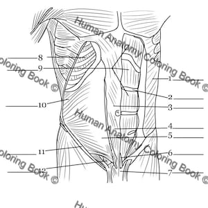 Human Anatomy Coloring Books and Study Guide 100+ Illustrations PDF ...