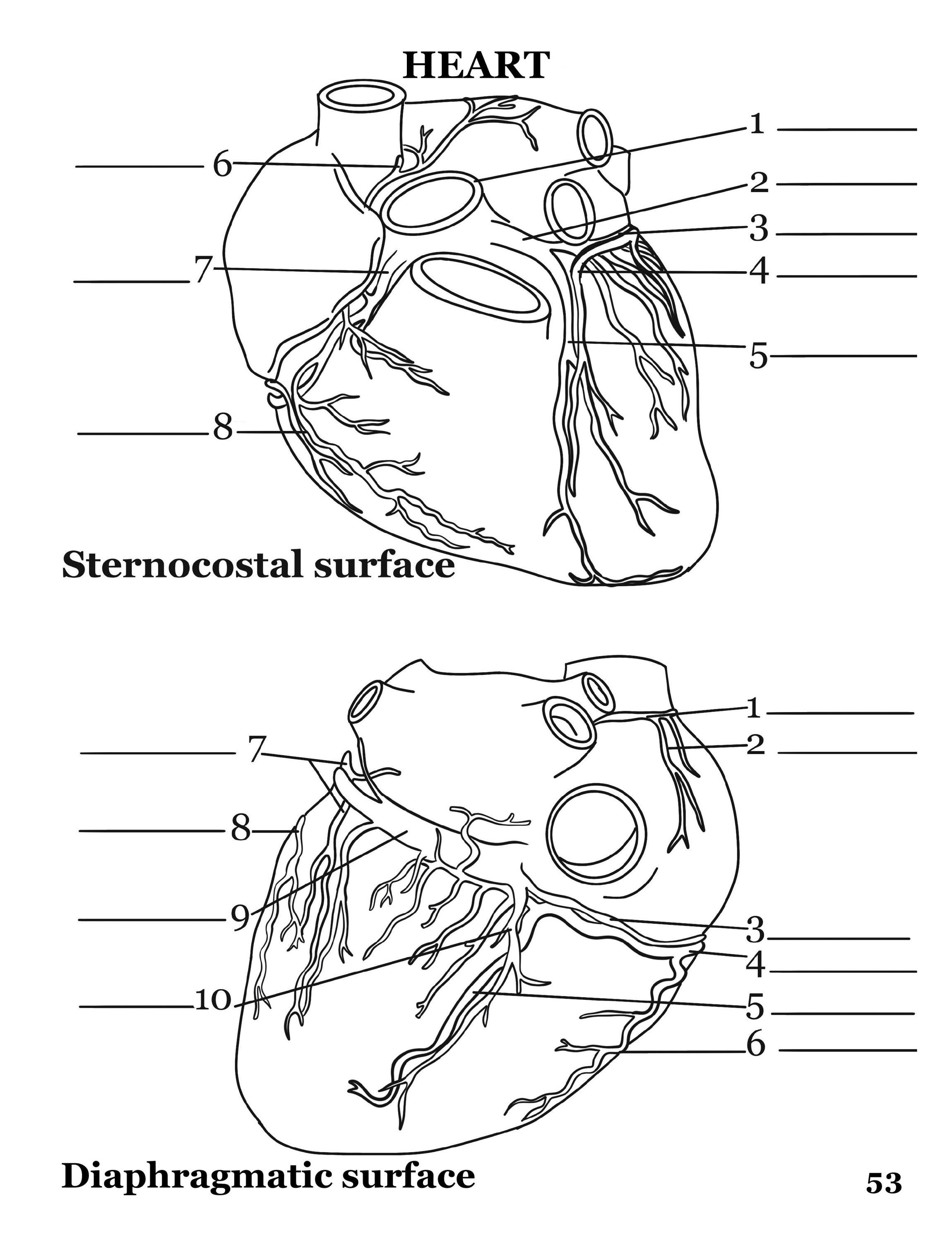 Human Anatomy Coloring Book: 100 Detailed Illustrations and Facts in an ...