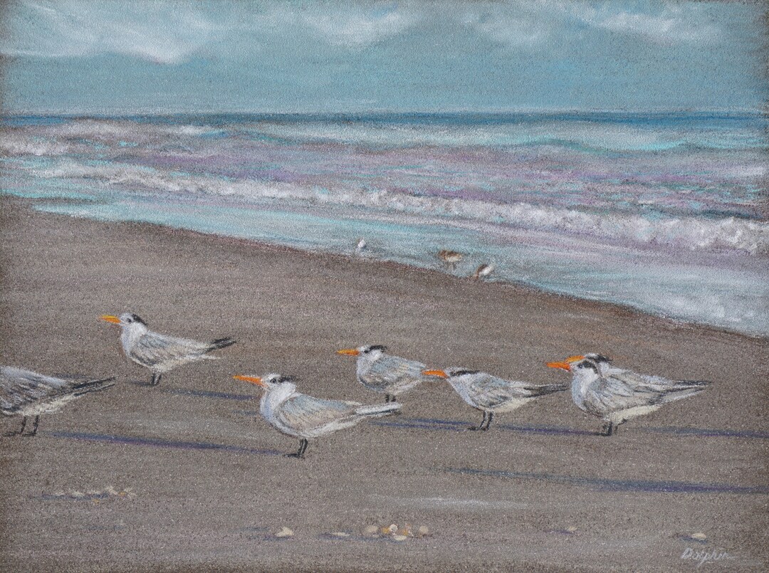 Royal Terns Original Pastel Drawing - Etsy