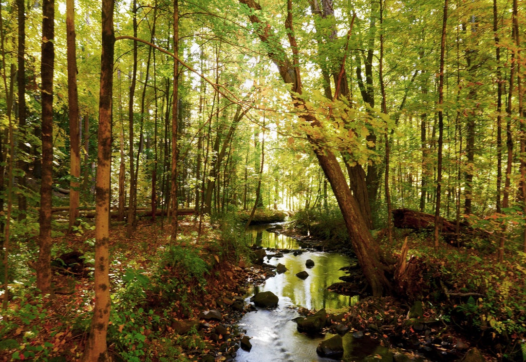 Connecticut Brook View Photography Print, Fall Foliage Landscape Decor ...