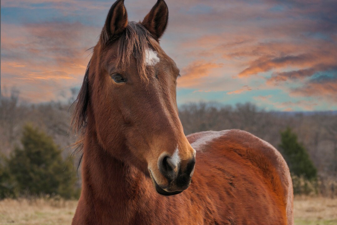 Beautiful Mare in Serene Field - Wildlife Animal Art Canvas Print ...