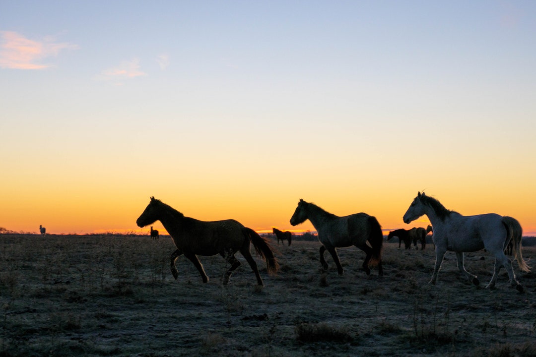 One More Wild Horse Stampede Canvas, Spooked Horses Running in Open ...