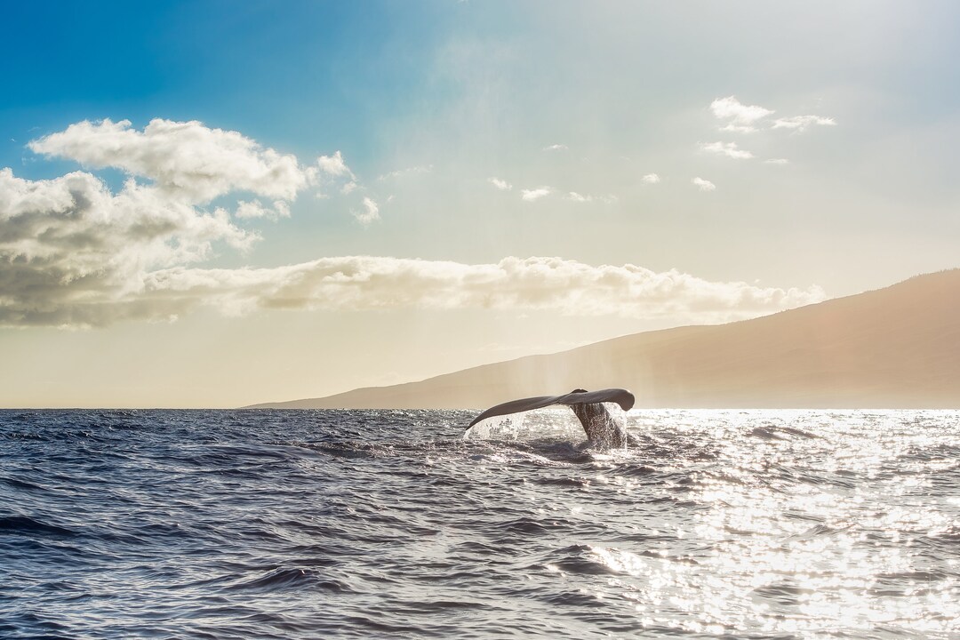 Goodbye Whale Tail Maui Art Wall Decor Print Diving Near - Etsy