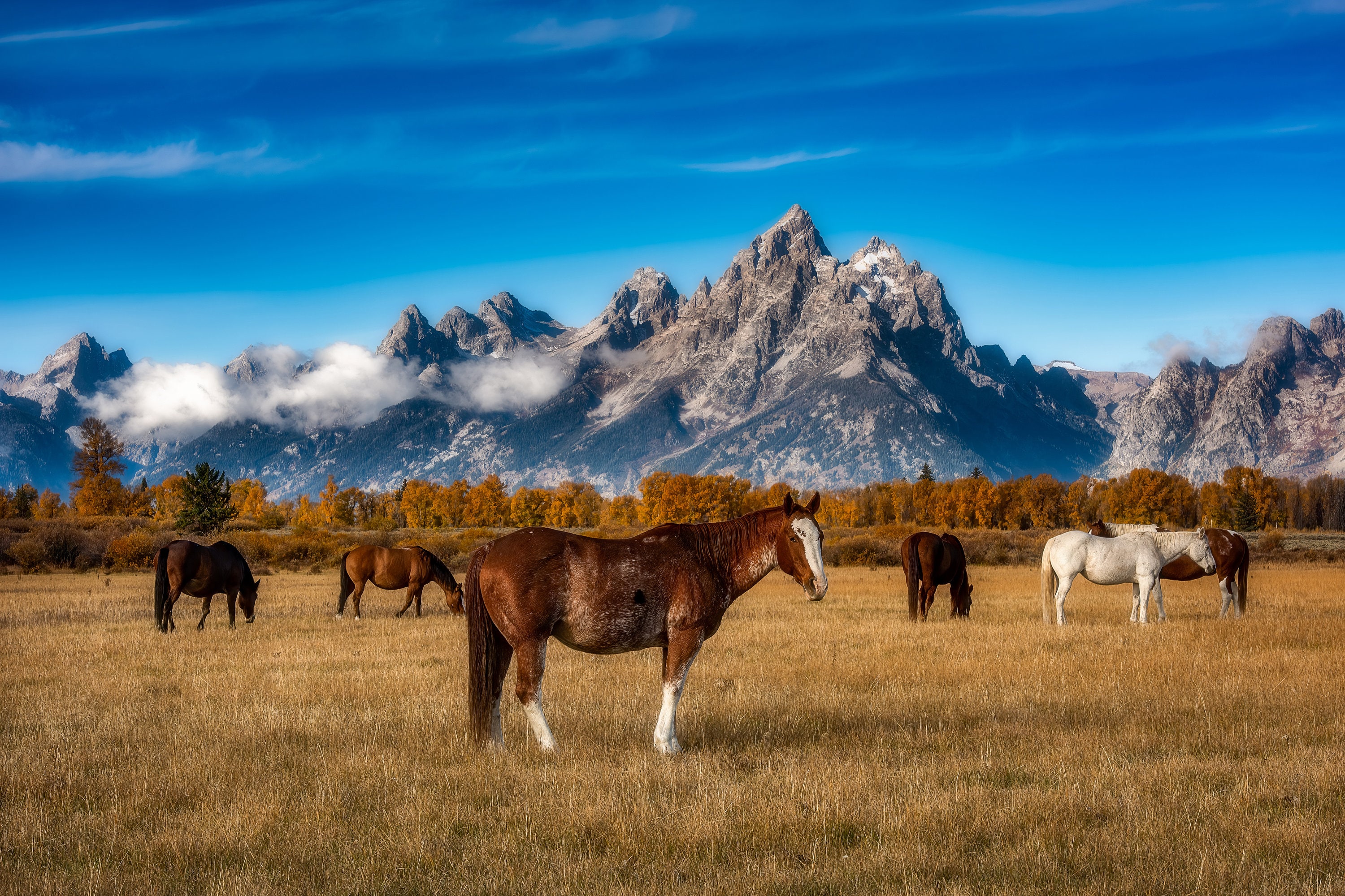Western Ranch Backdrop