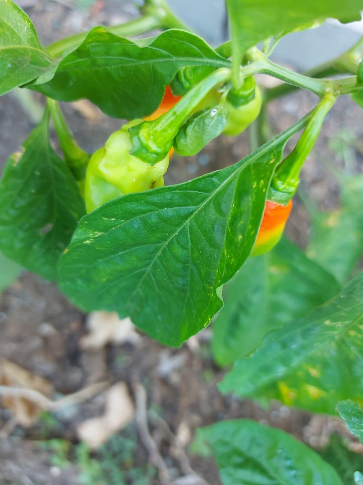 2024 Trinidad Pimento Pepper Seeds - Etsy