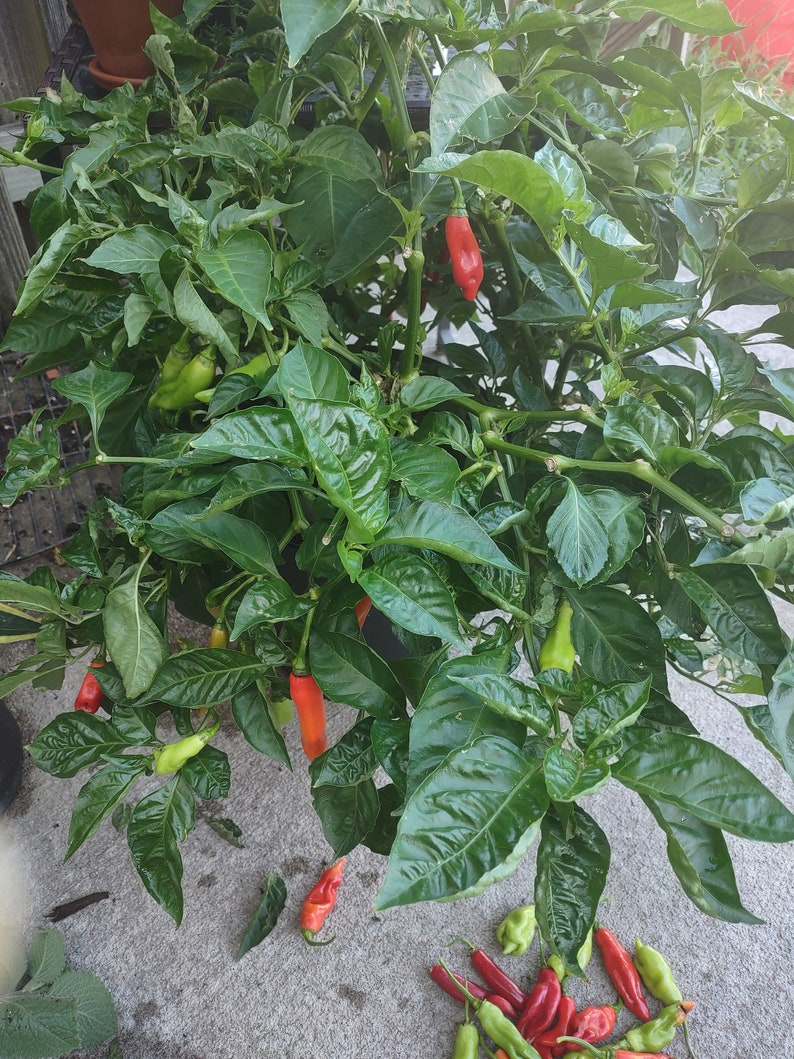 2024 Trinidad Pimento Pepper Seeds - Etsy