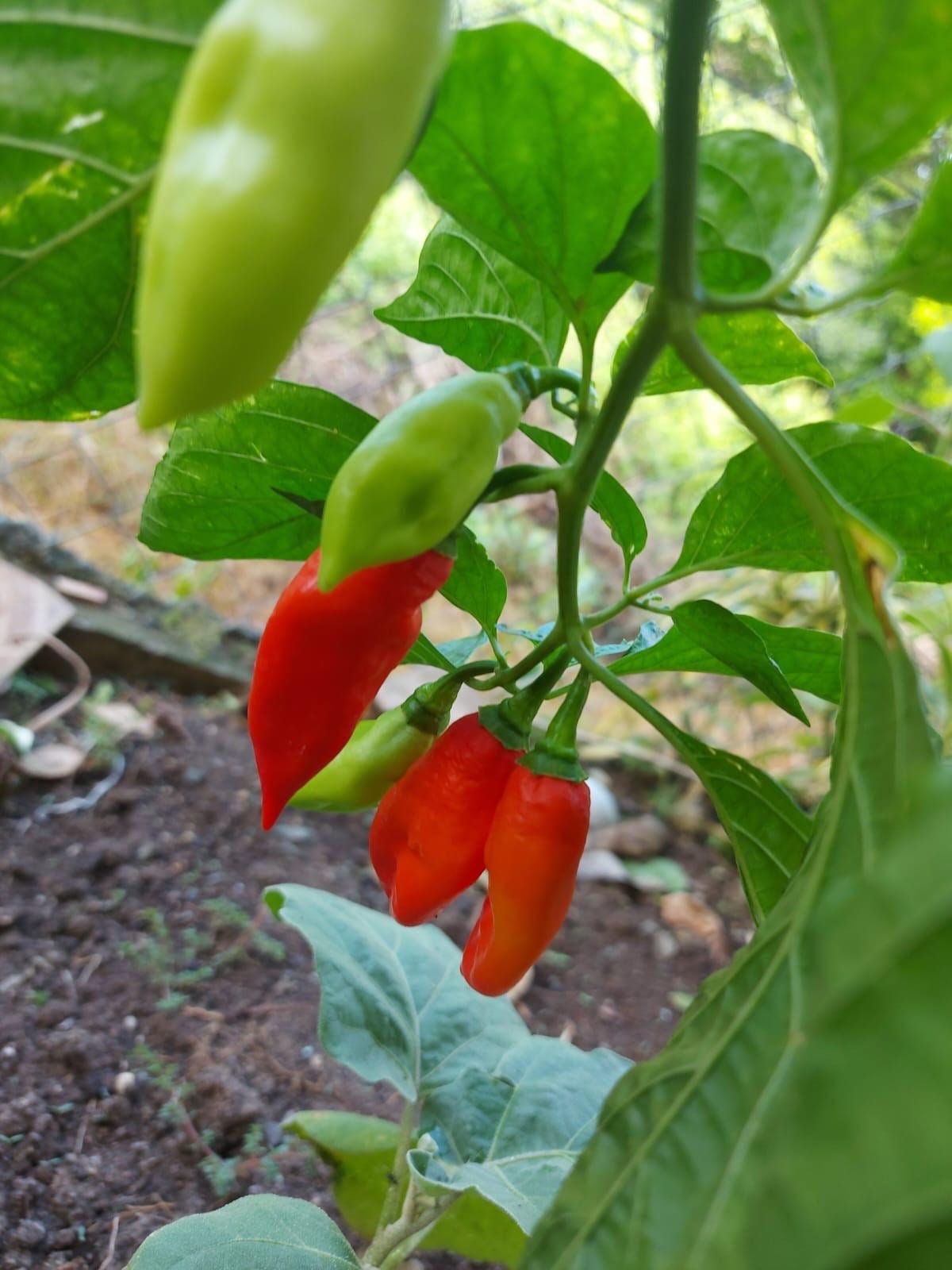 2024 Trinidad Pimento Pepper Seeds - Etsy