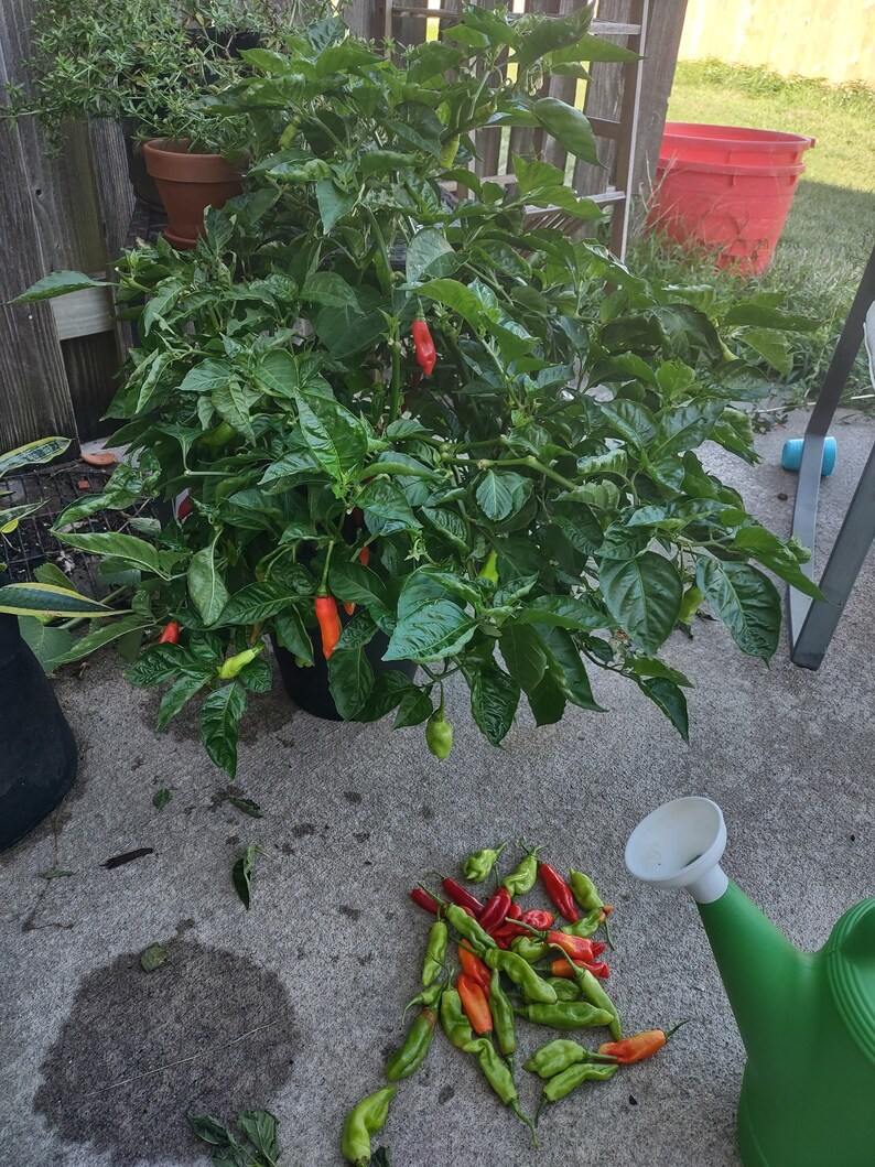 2024 Trinidad Pimento Pepper Seeds - Etsy