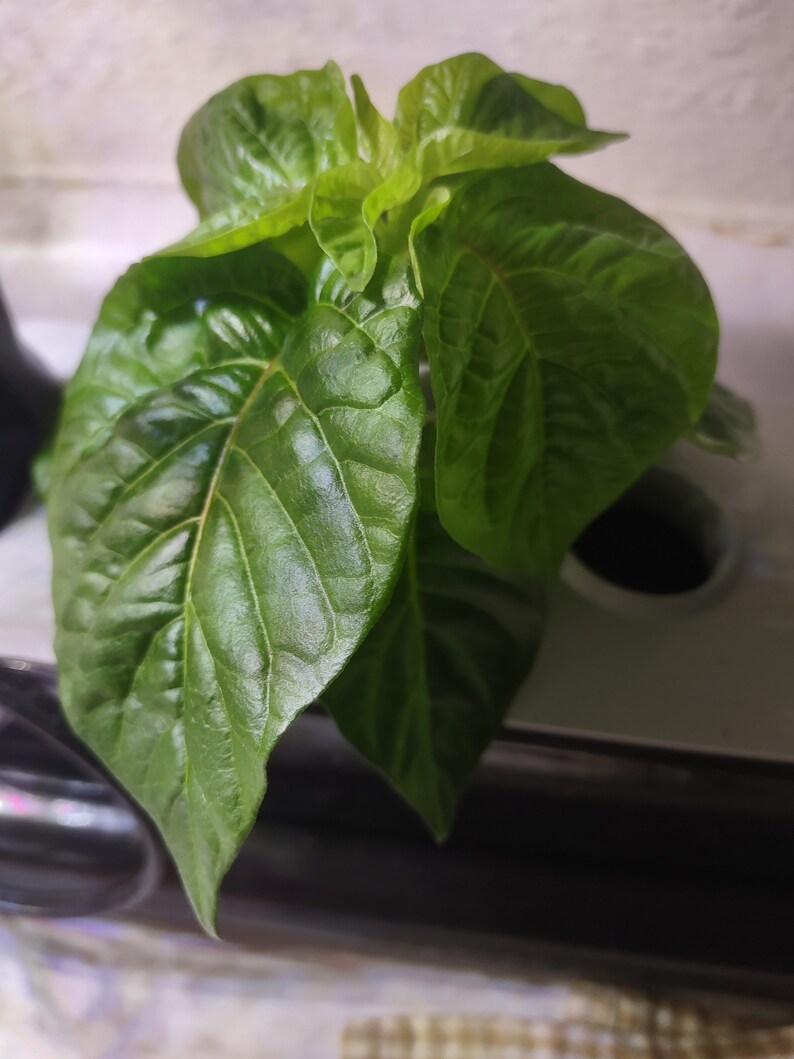 LIVE Trinidad Pimento Pepper Plants - IN STOCK - Etsy