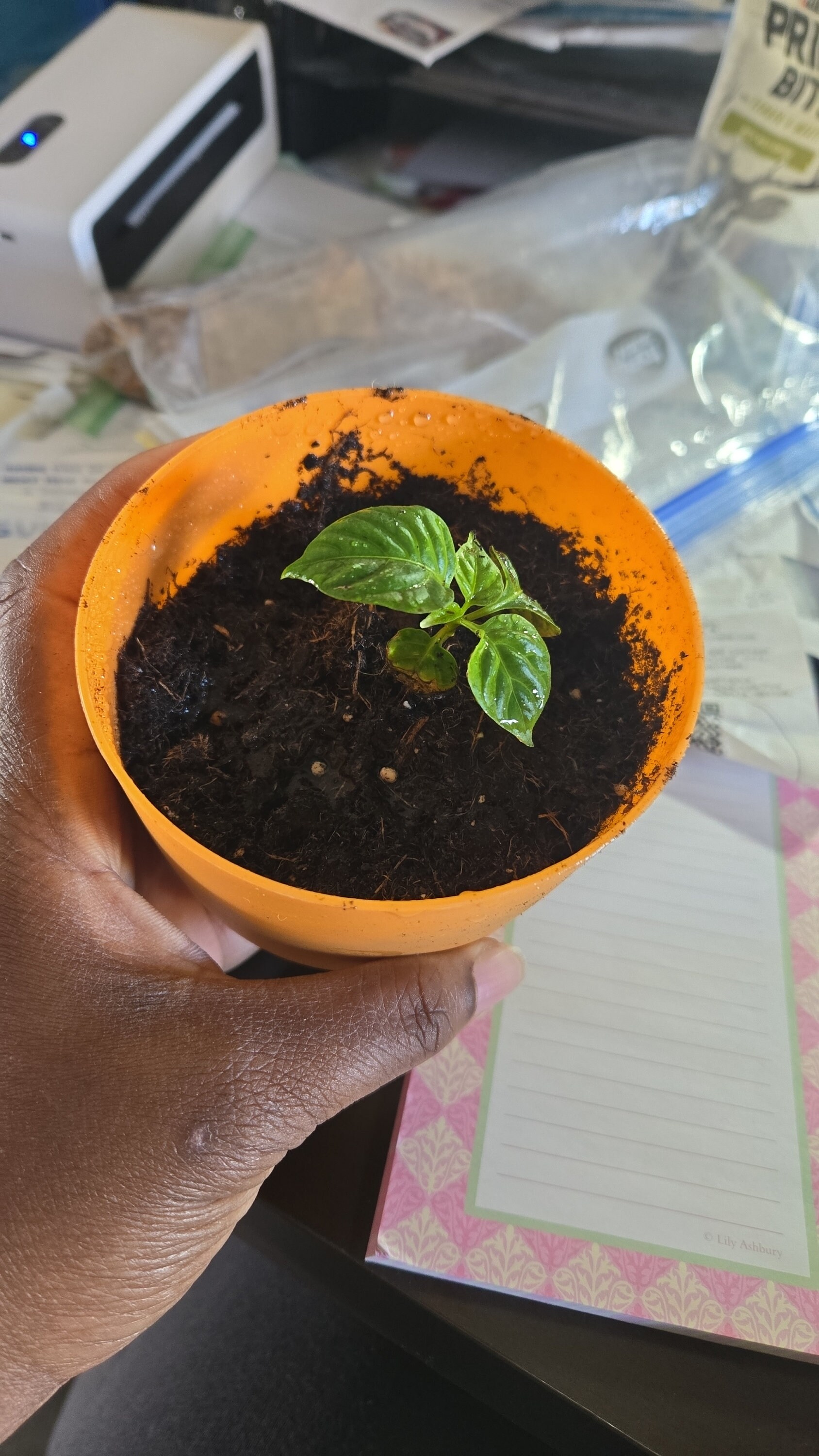 LIVE Trinidad Pimento Pepper Plants - IN STOCK - Etsy