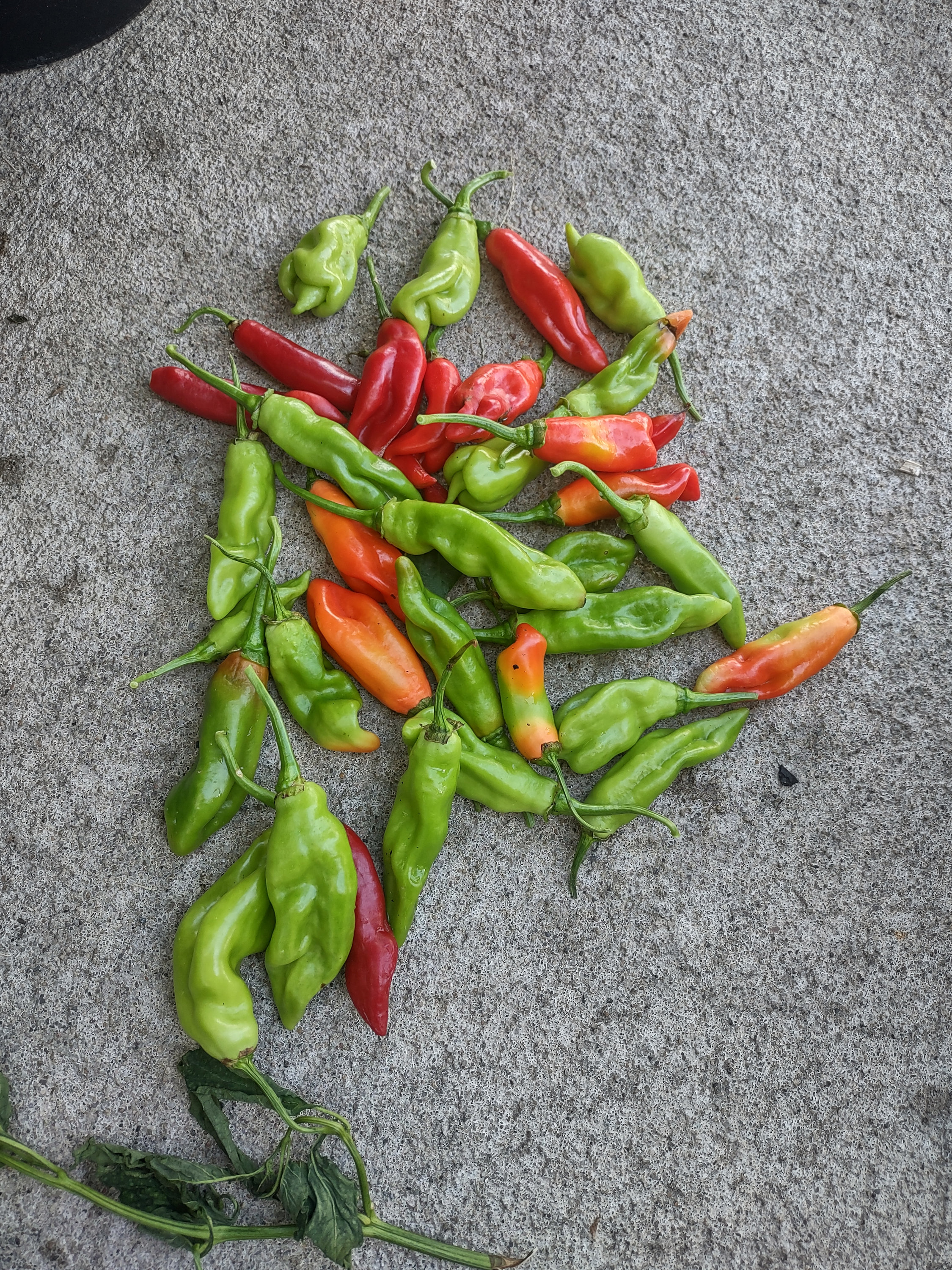 2024 Trinidad Pimento Pepper Seeds - Etsy
