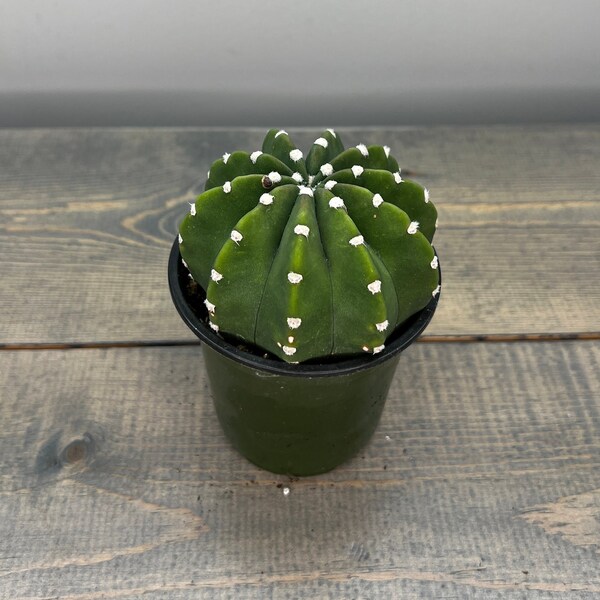 Domino Cactus - Etsy